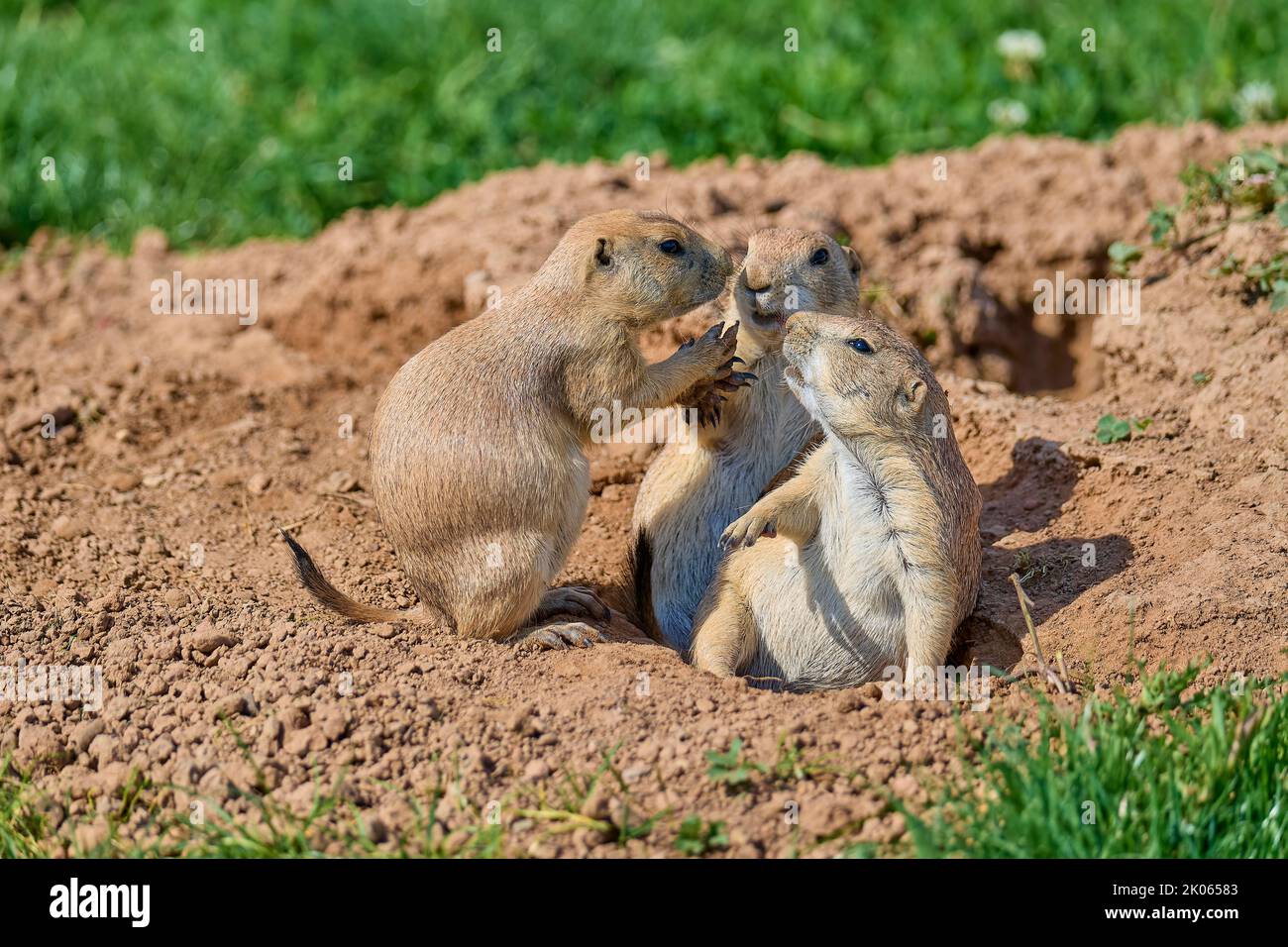 Black-tailed Prairie Dog (Cynomys ludovicianus), three animals on cave ...