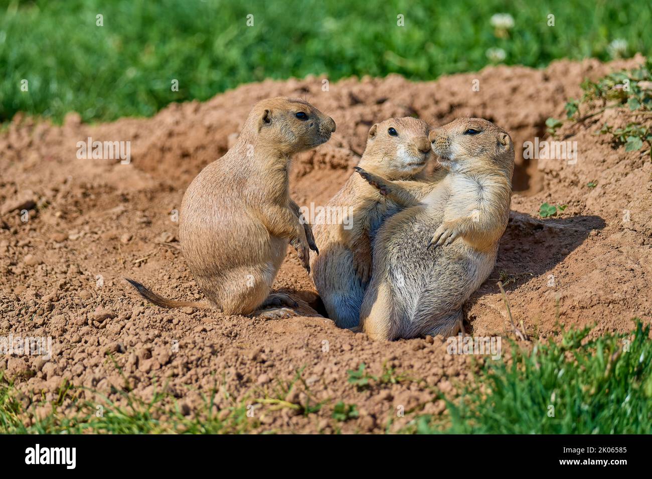 Three animals on cave hi-res stock photography and images - Alamy