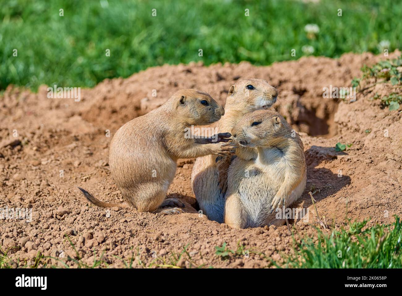 Black-tailed Prairie Dog (Cynomys ludovicianus), three animals on cave ...