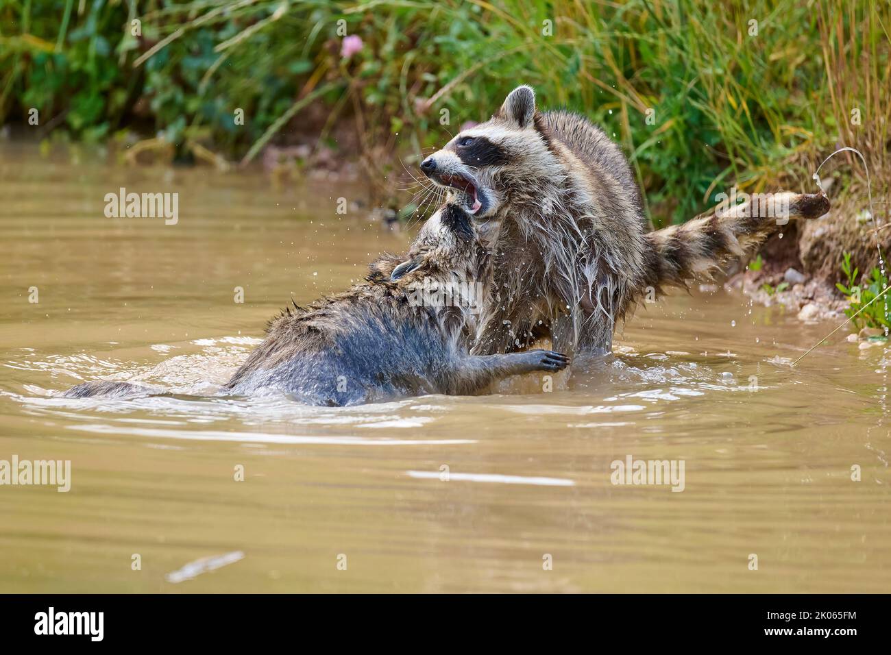 Raccoon (Procyon lotor), two animal fighting in water Stock Photo - Alamy