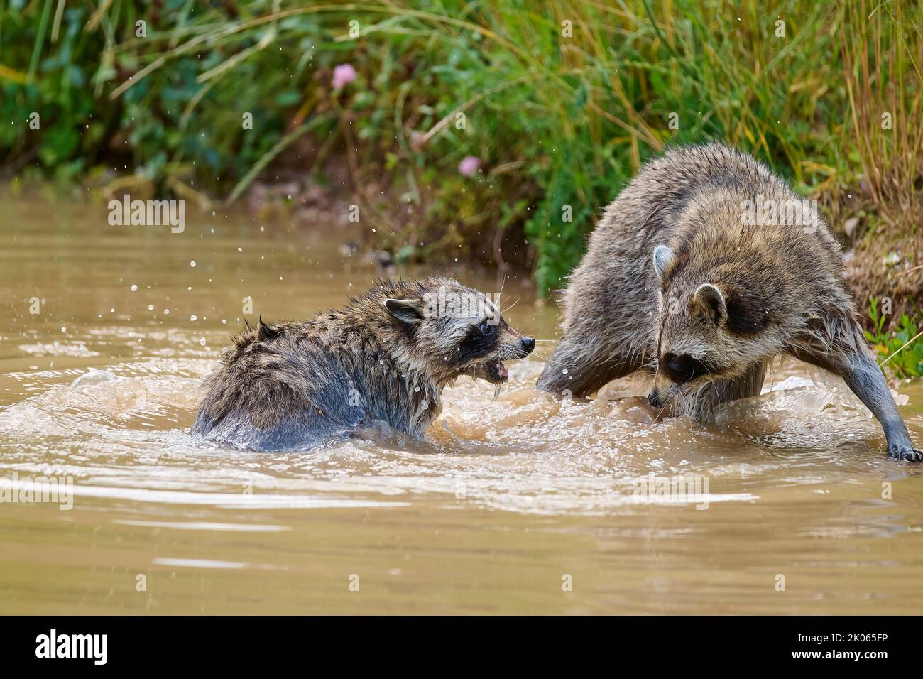 Raccoon (Procyon lotor), two animal fighting in water Stock Photo - Alamy