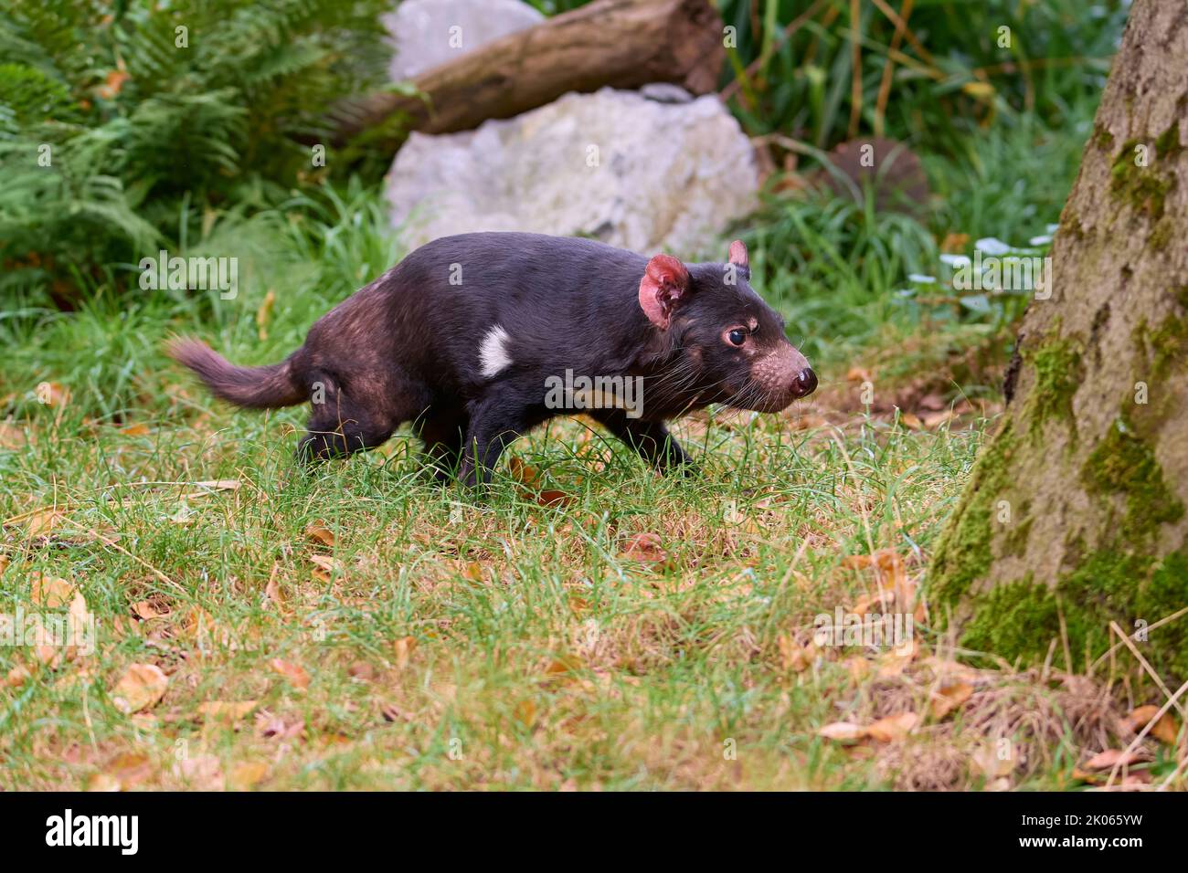 Tasmanian devil (Sarcophilus harrisii), running Stock Photo - Alamy