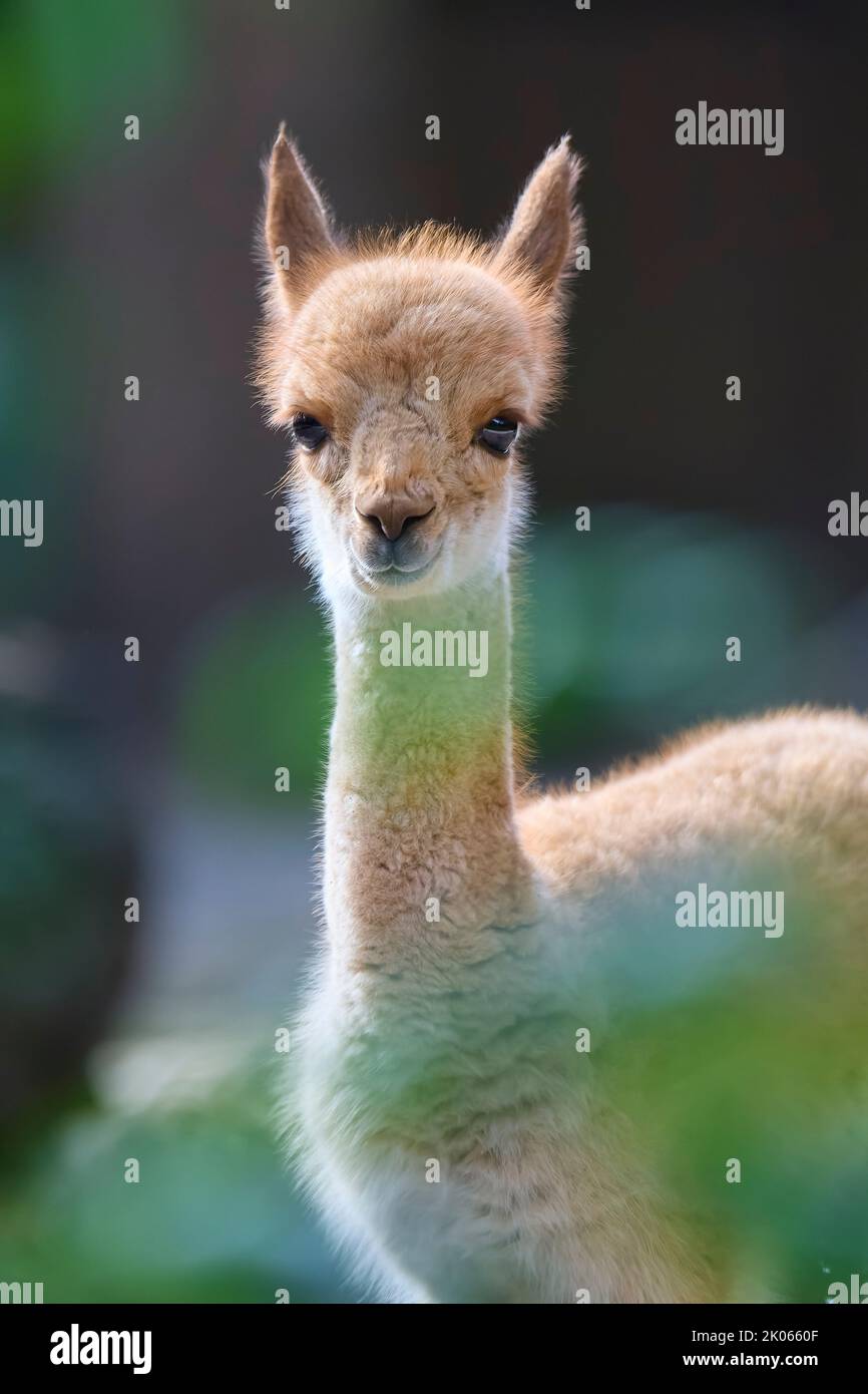 Baby vicuna hi-res stock photography and images - Alamy