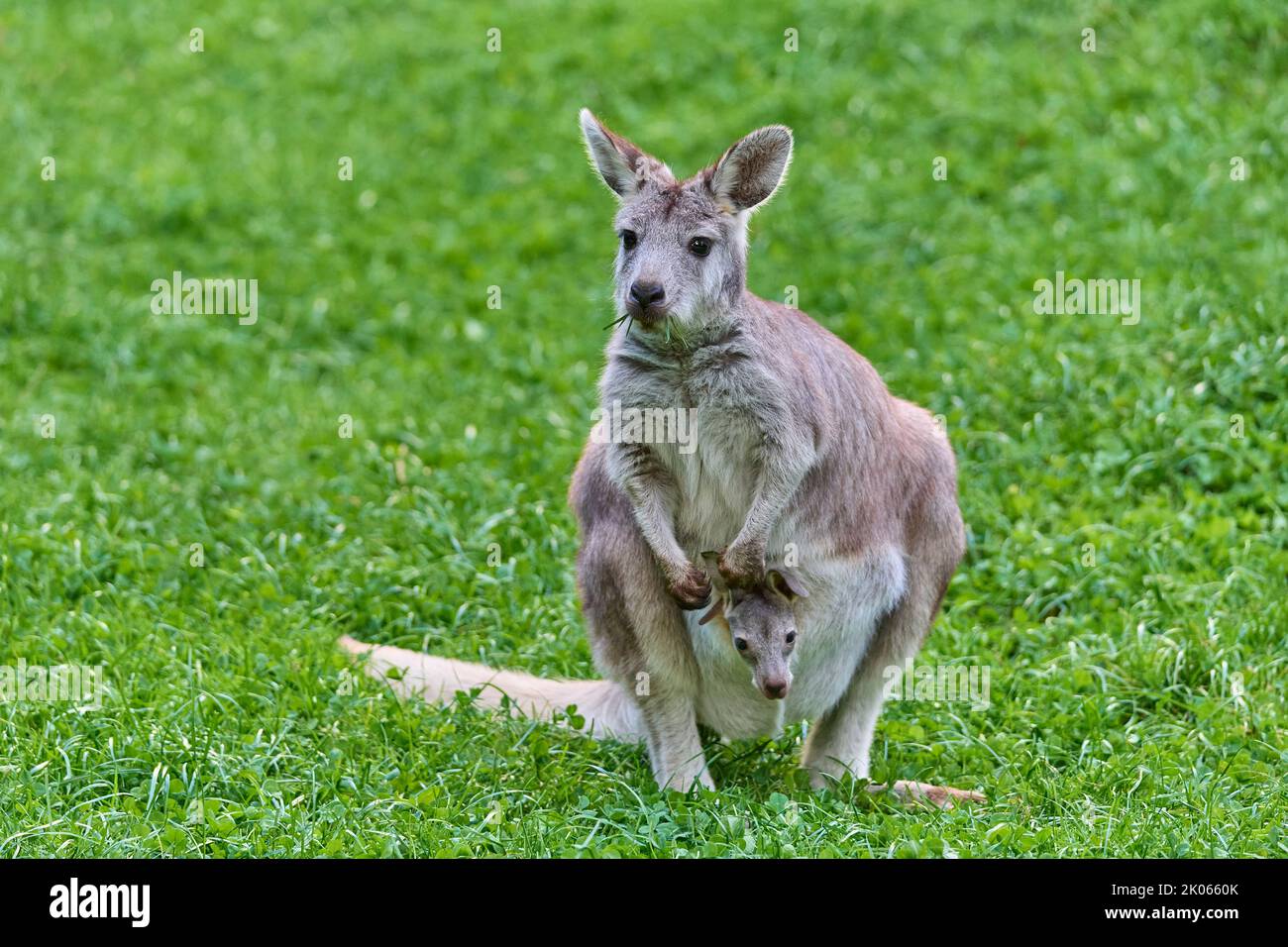 Common Wallaroo (Macropus robustus), with young in pond Stock Photo - Alamy