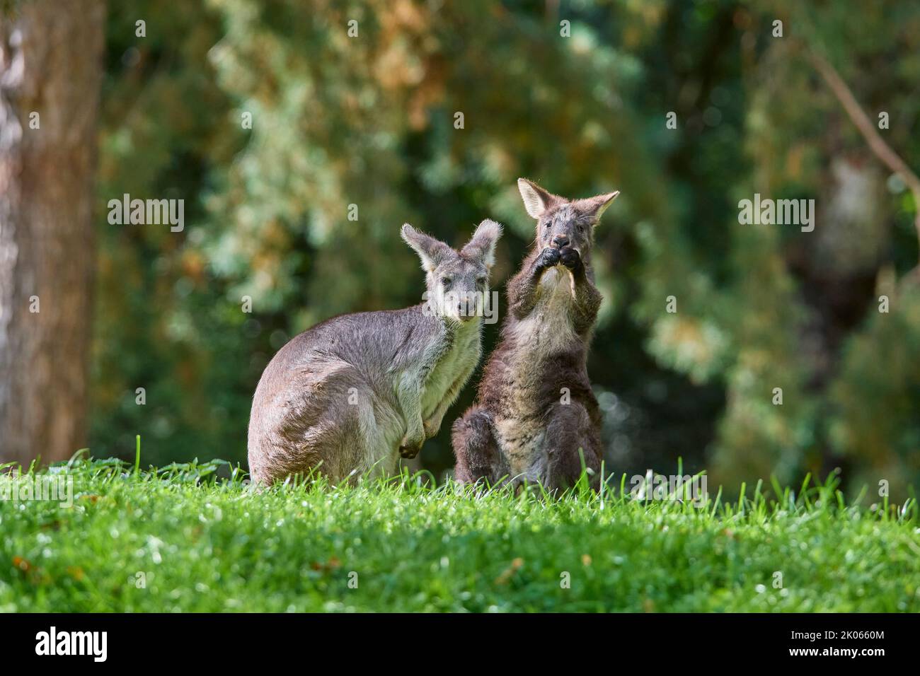 Common Wallaroo (Macropus robustus), two animal Stock Photo - Alamy