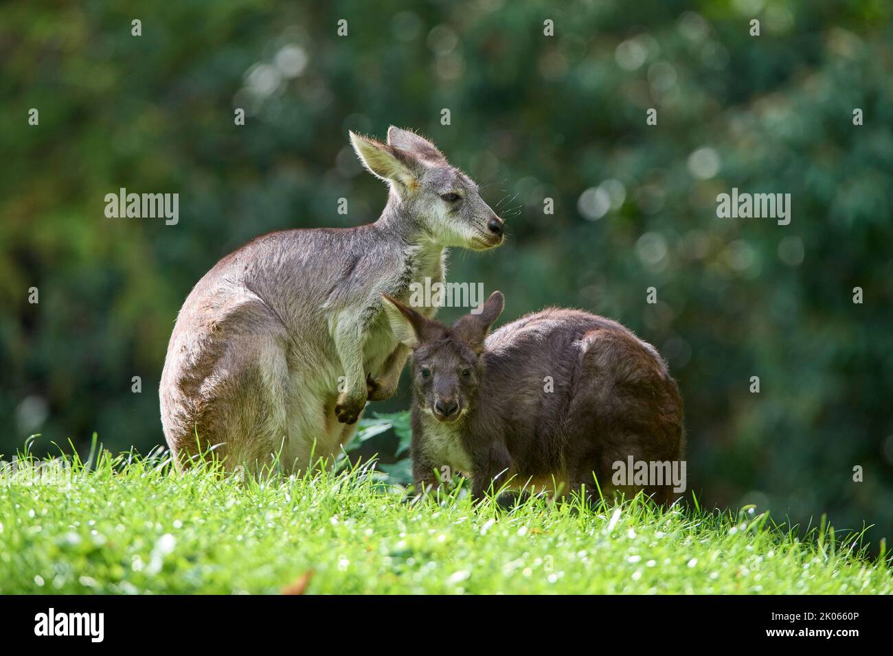 Common Wallaroo (Macropus robustus), two animal Stock Photo - Alamy