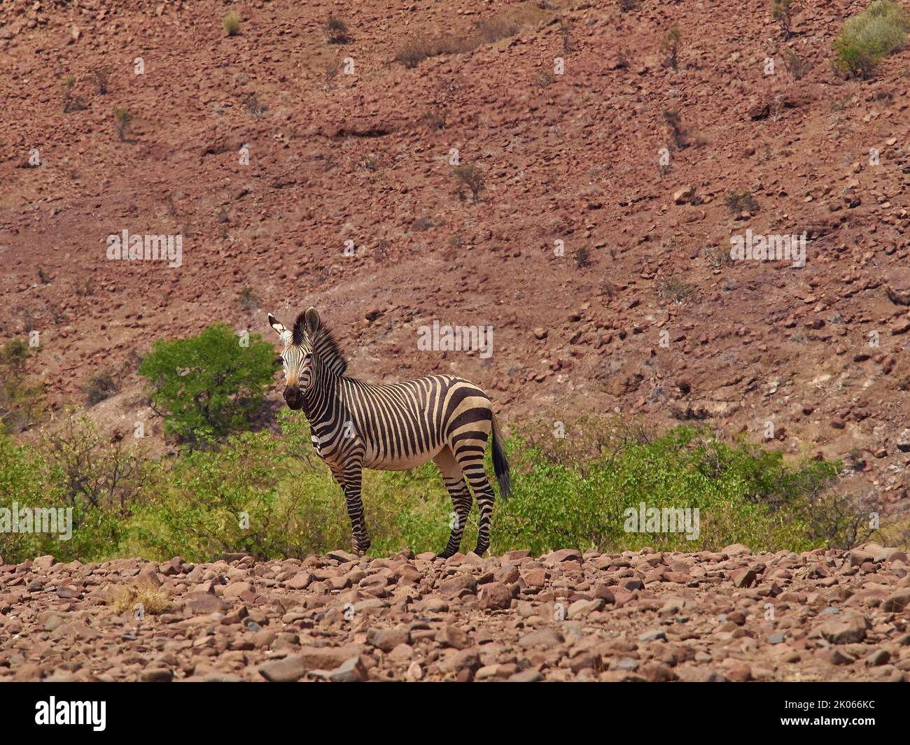 Hartmanns Mountain Zebra standing in the rocky plains of the Damaraland ...