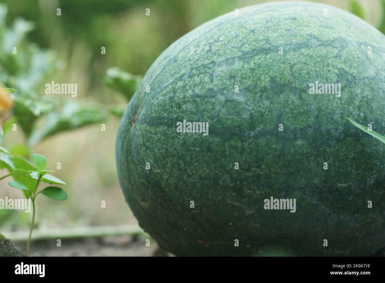 Green watermelon is growing in the garden, sweet fruit. Striped ...