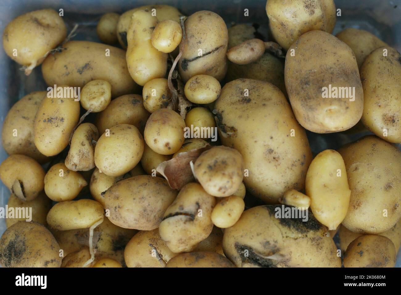 Bunch of fresh organic young potatoes of all sizes from small to big in ...