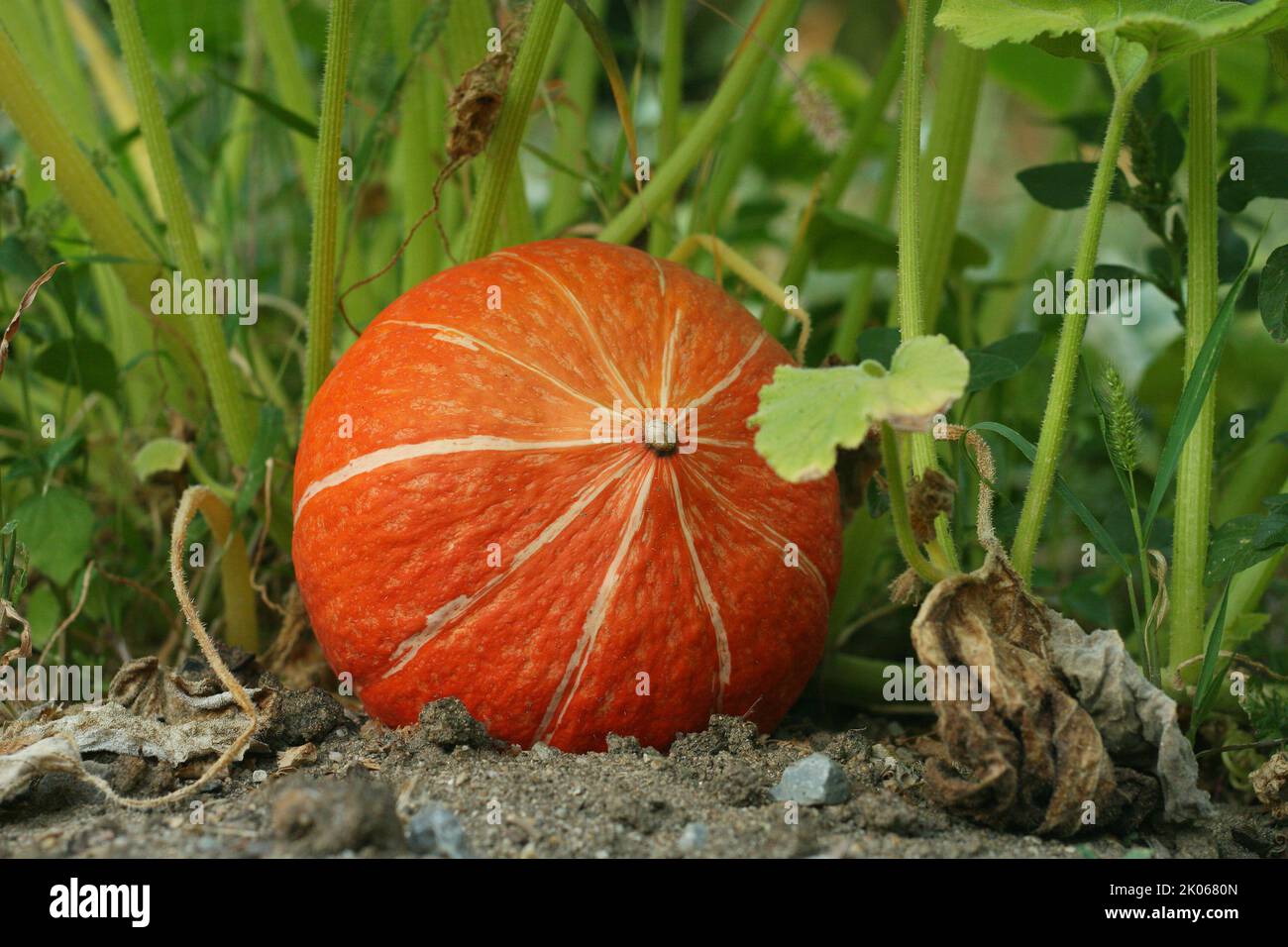 Little Orange pumpking gowing on a pumpking patch in the vegetable ...