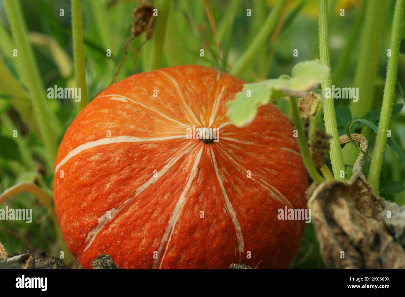 Little Orange pumpking gowing on a pumpking patch in the vegetable ...