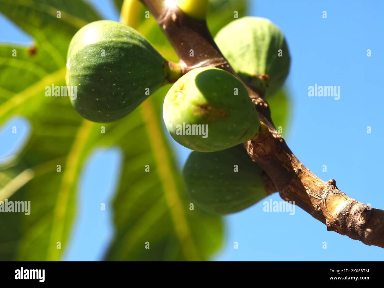 Figs on a fig tree in the sun Stock Photo - Alamy