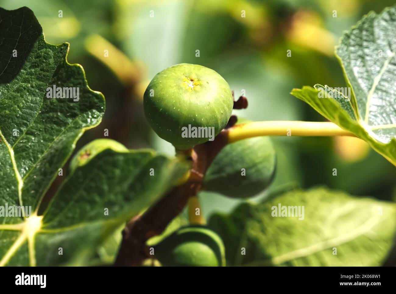Figs in close up hi-res stock photography and images - Alamy