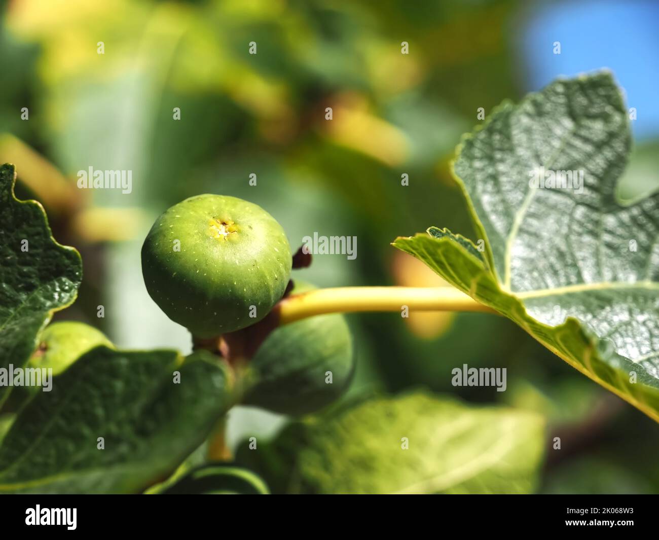 Figs on trees hi-res stock photography and images - Alamy
