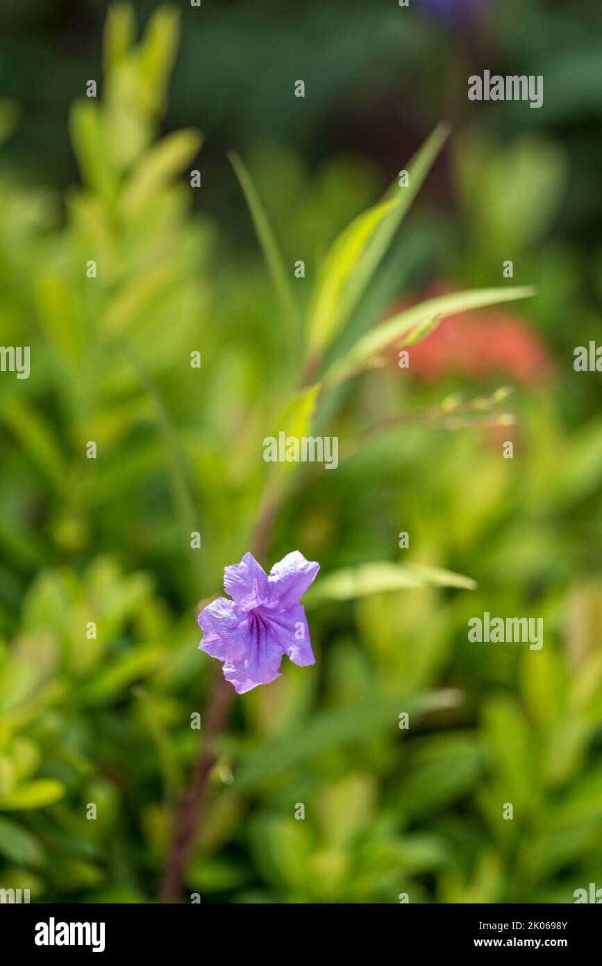 Small Purple Flower, TST Stock Photo - Alamy