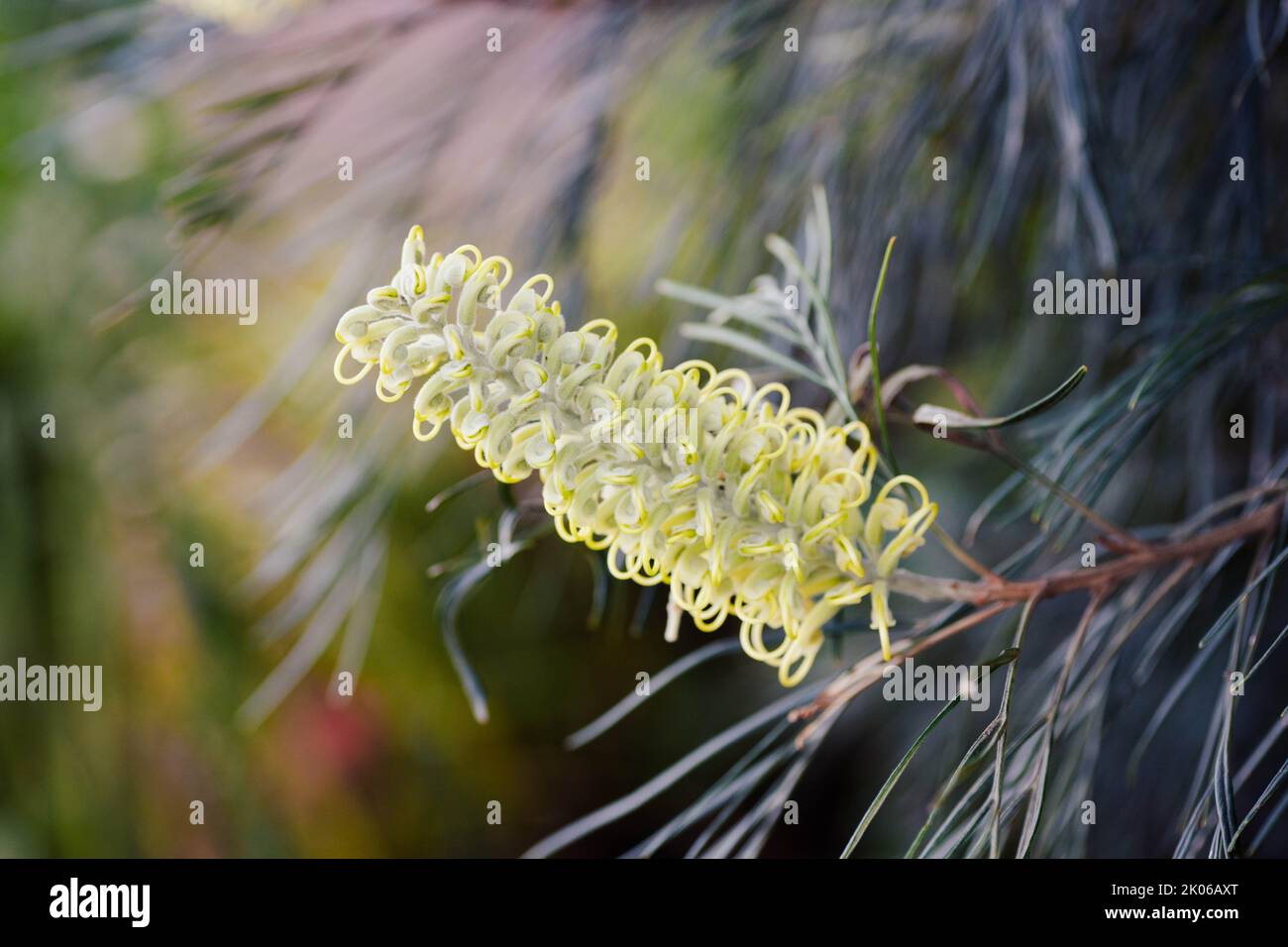 Foliage blossom australian native hi-res stock photography and images ...