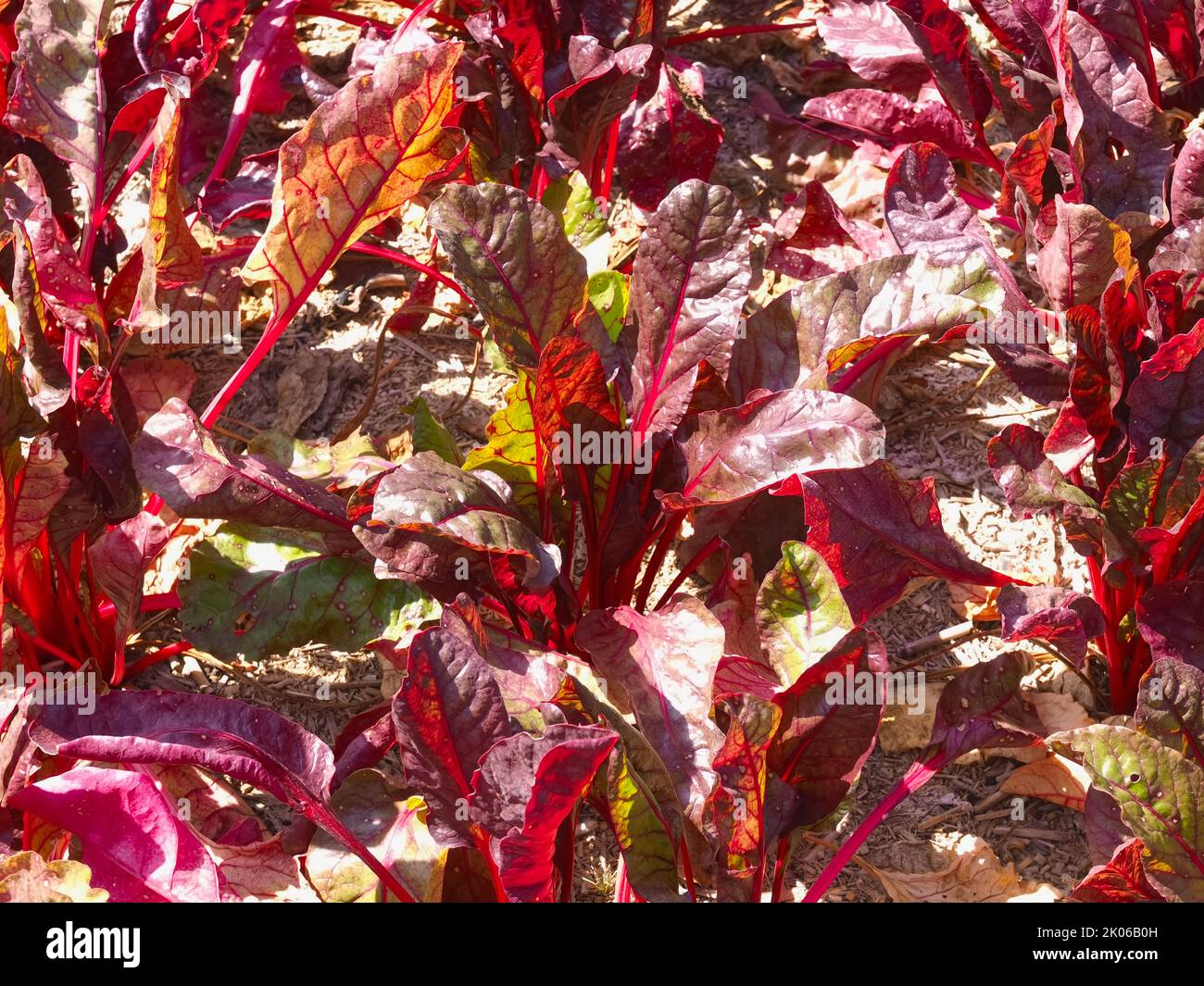 Garden with red chard beta vulgaris Stock Photo - Alamy