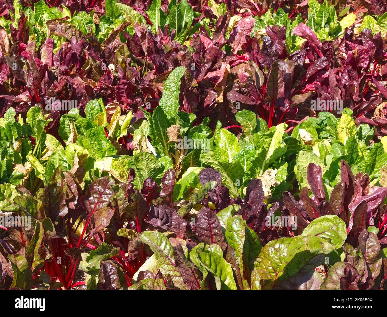 Garden with red chard beta vulgaris Stock Photo - Alamy