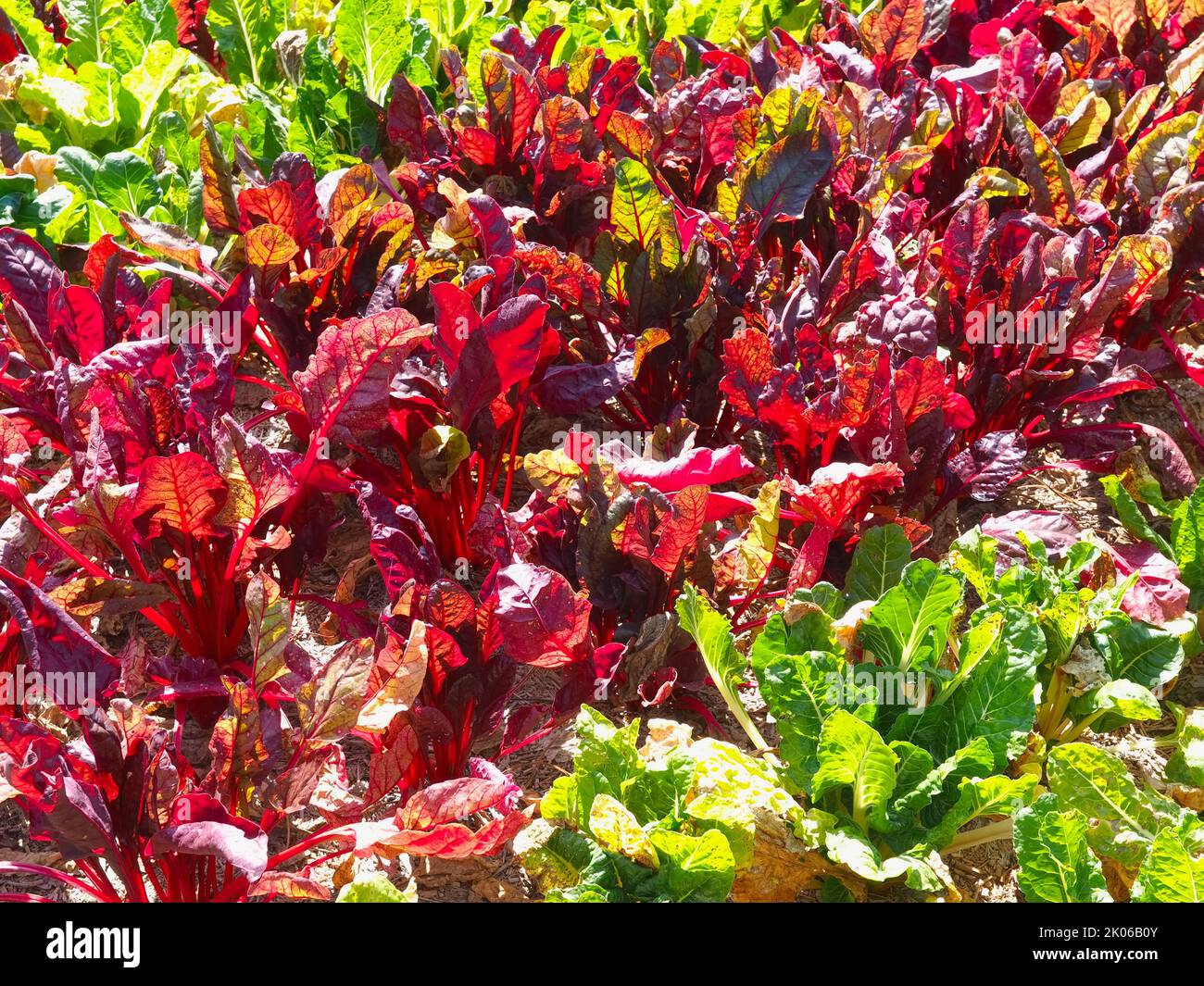 Beta vulgaris garden hi-res stock photography and images - Alamy