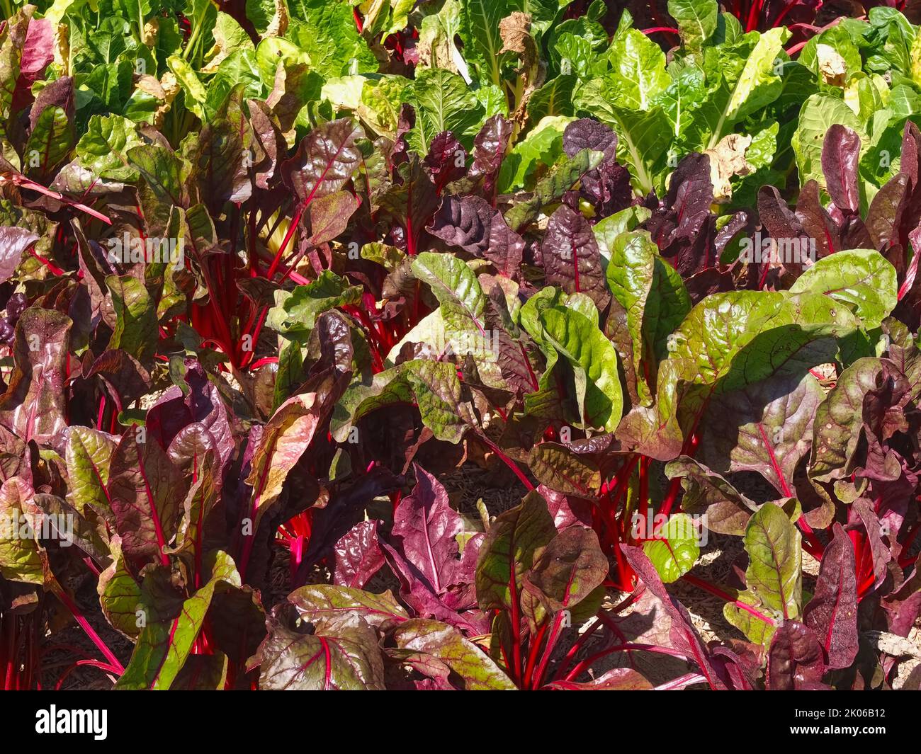Garden with red chard beta vulgaris Stock Photo - Alamy