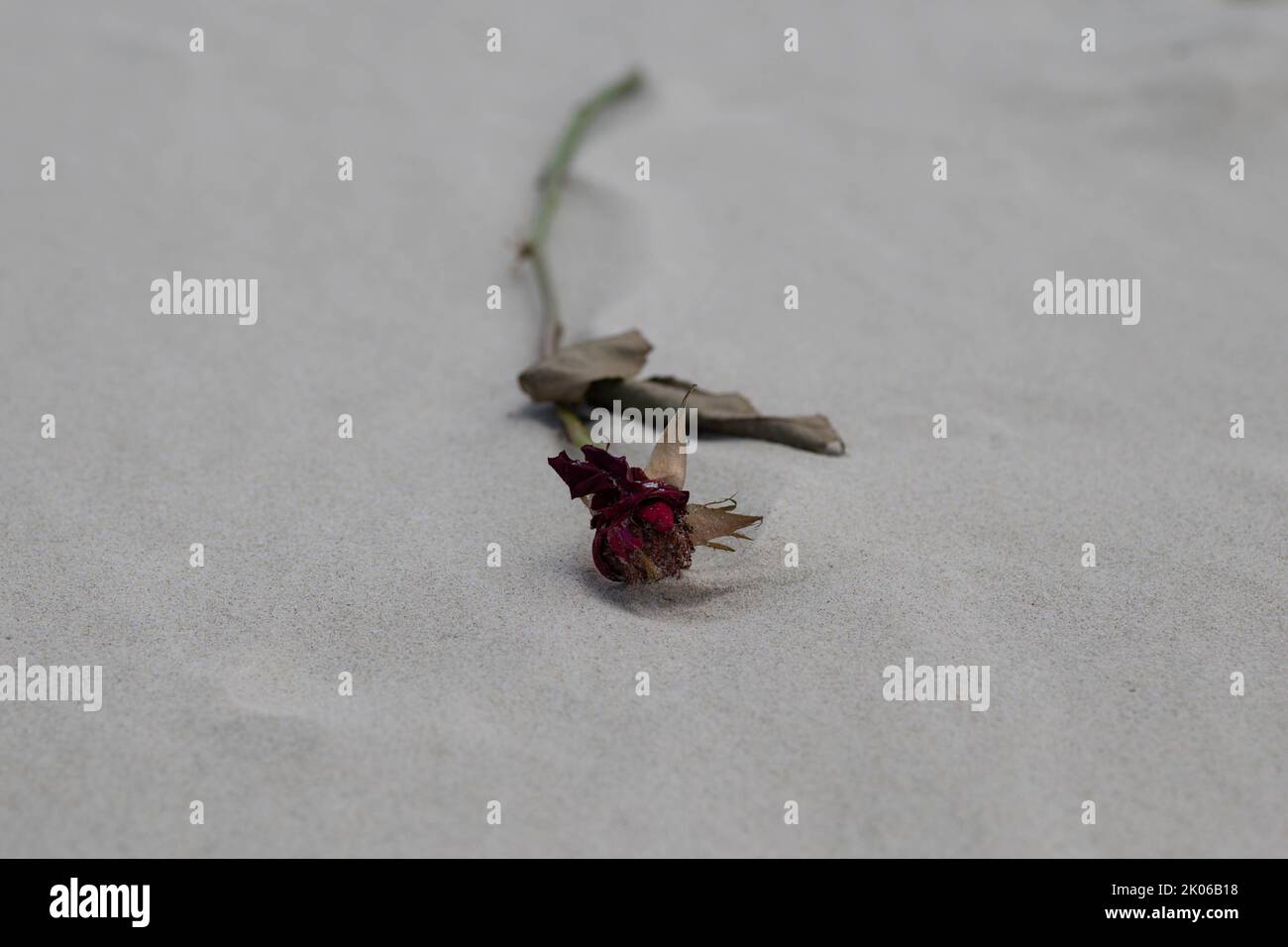 Single Burned Dried Rose on sand Stock Photo - Alamy