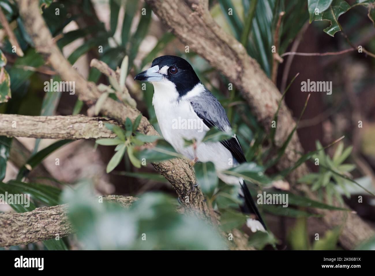 Native Australian Butcher Bird Stock Photo - Alamy