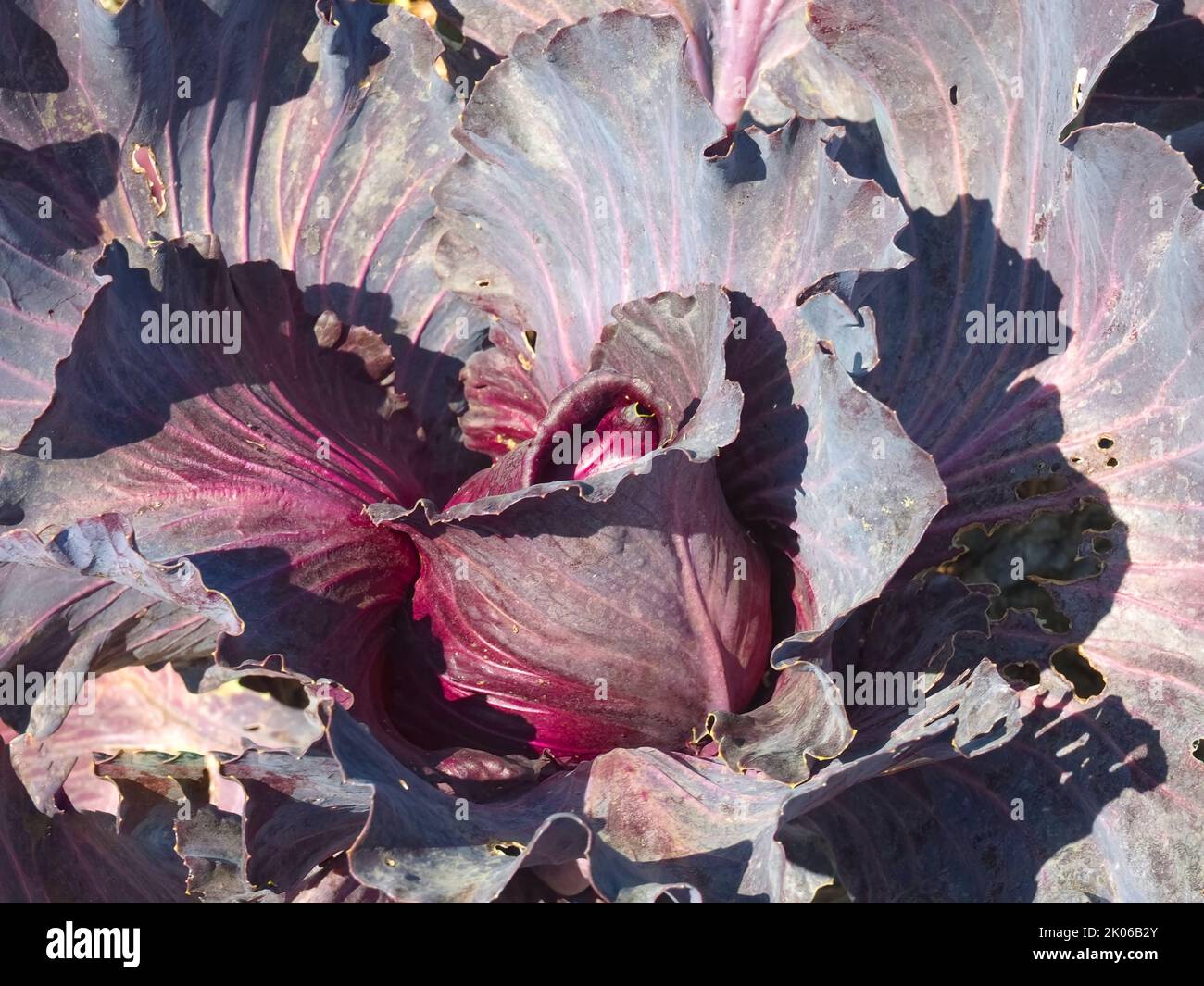 Cabbages brassica oleracea hi-res stock photography and images - Alamy