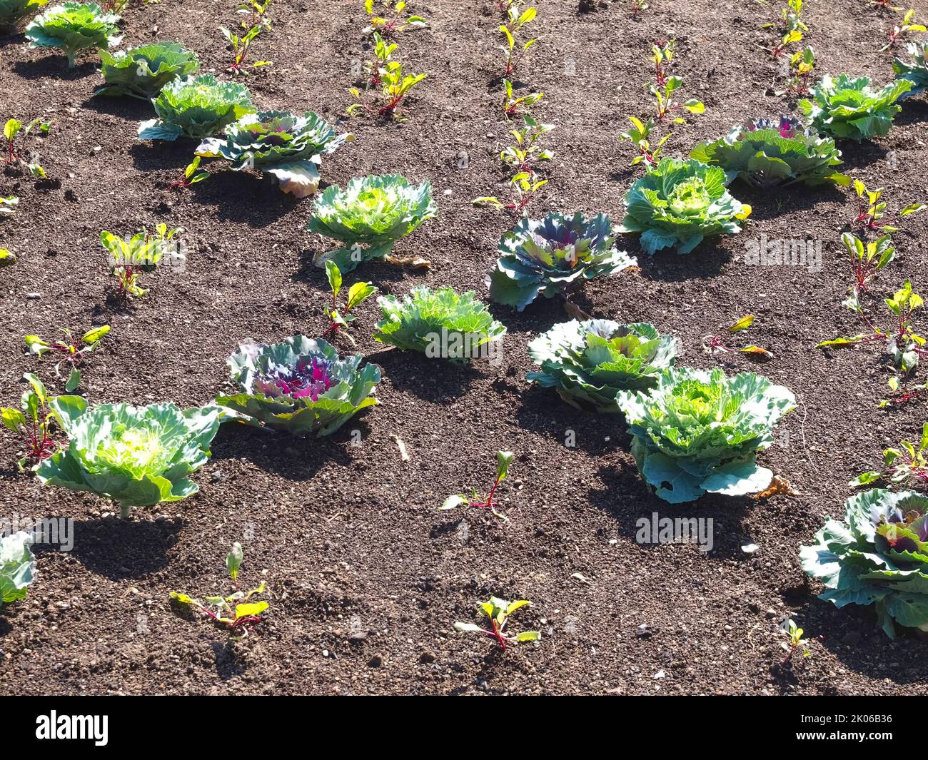 Cabbage rows in farm field hi-res stock photography and images - Alamy