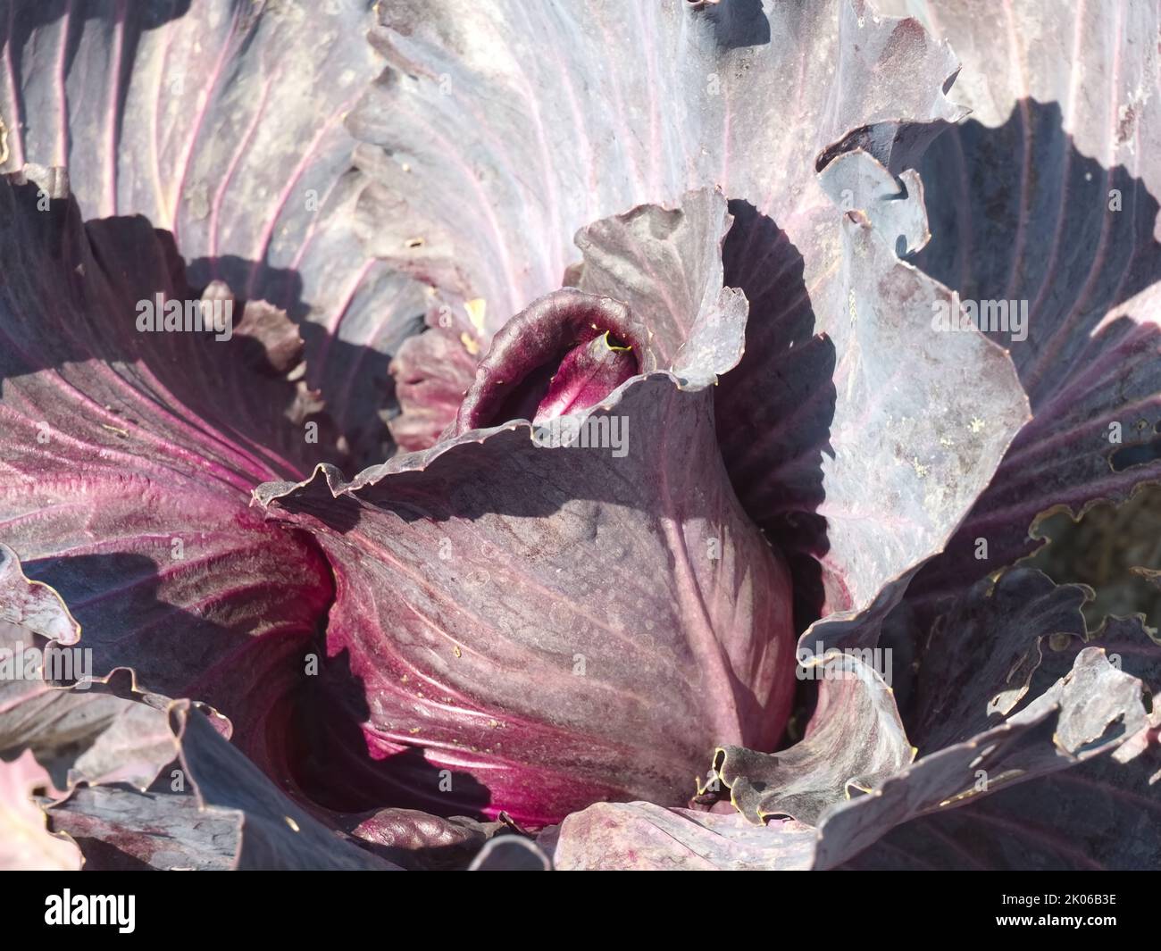 Red pointed cabbage in a garden Stock Photo - Alamy