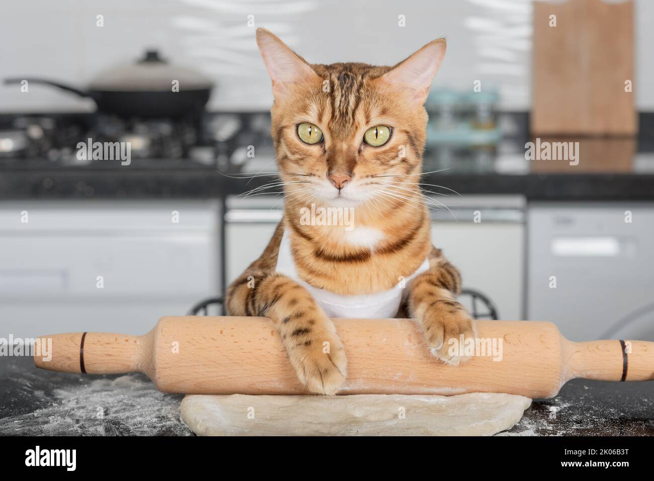 Funny domestic cat rolls out pizza dough on the kitchen table using a ...