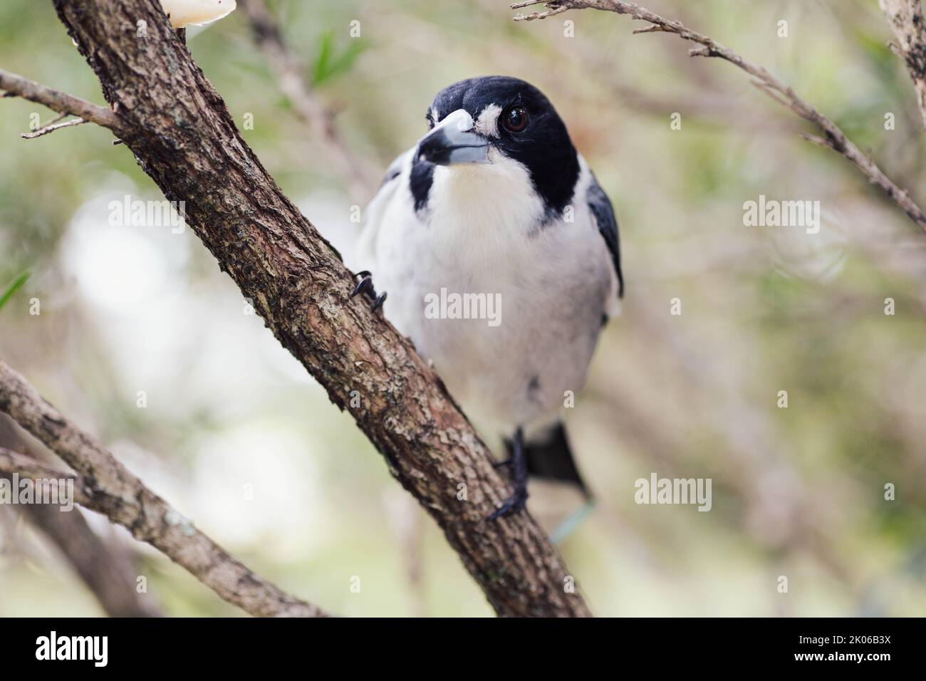 Native Australian Butcher Bird Stock Photo - Alamy