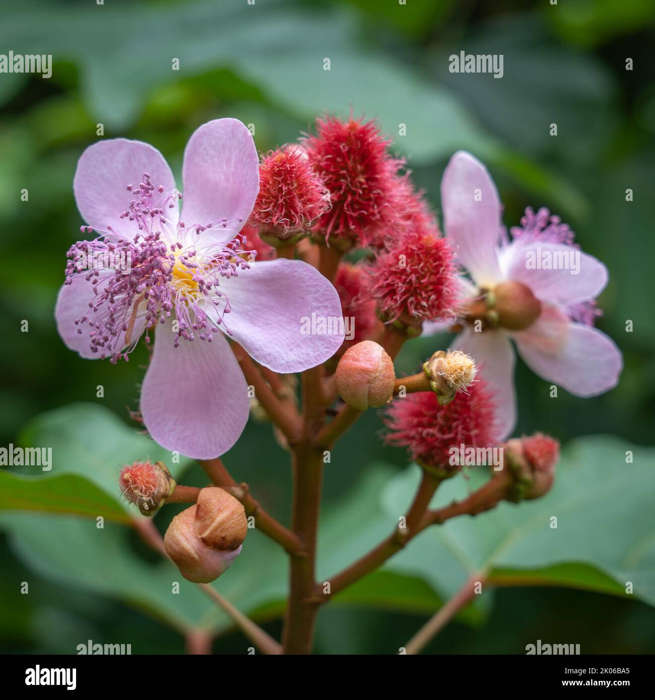 Closeup view of achiote or bixa orellana flowers and young fruits on ...