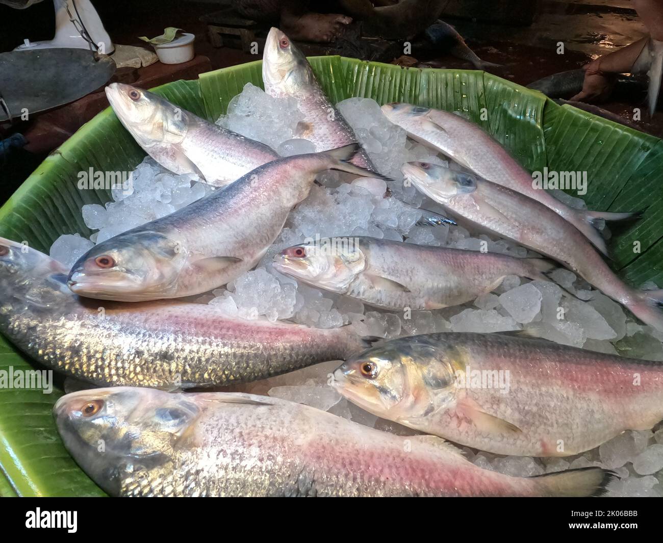 Imported fish hi-res stock photography and images - Alamy