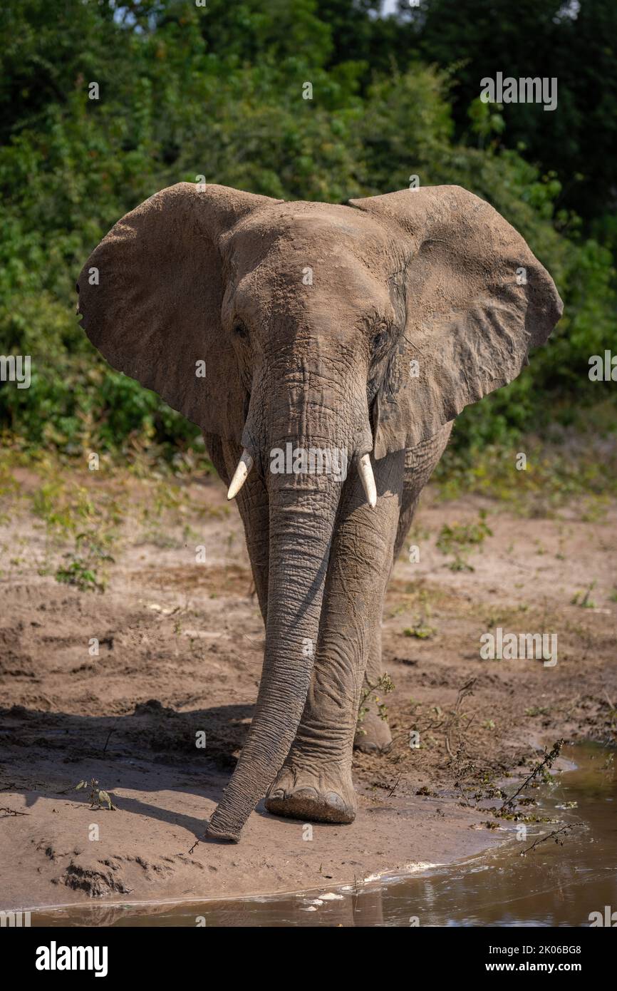 African bush elephant approaches camera along riverbank Stock Photo - Alamy