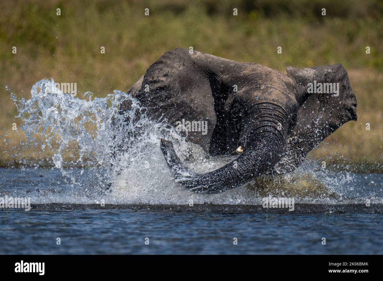 African bush elephant makes spray in shallows Stock Photo - Alamy