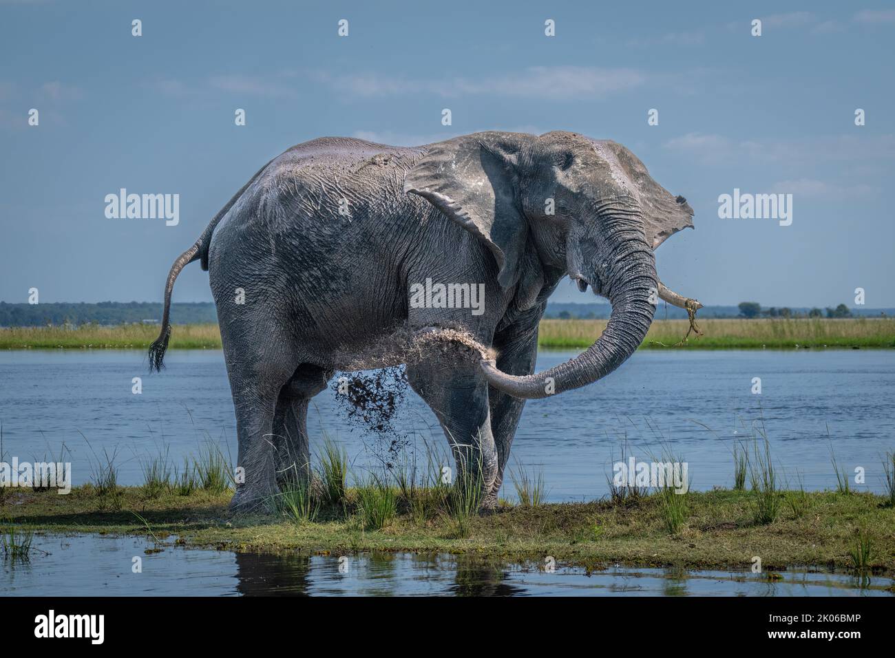 African bush elephant spraying mud over flank Stock Photo - Alamy