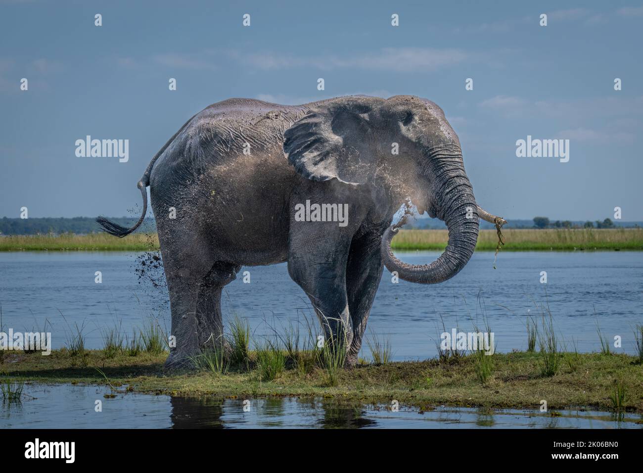 African bush elephant spraying mud over side Stock Photo - Alamy