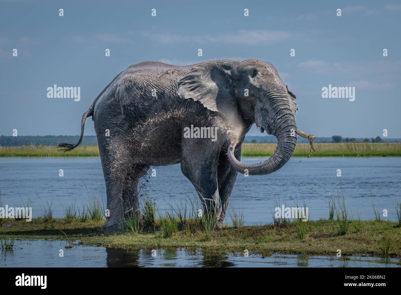 African bush elephant spraying mud over body Stock Photo - Alamy