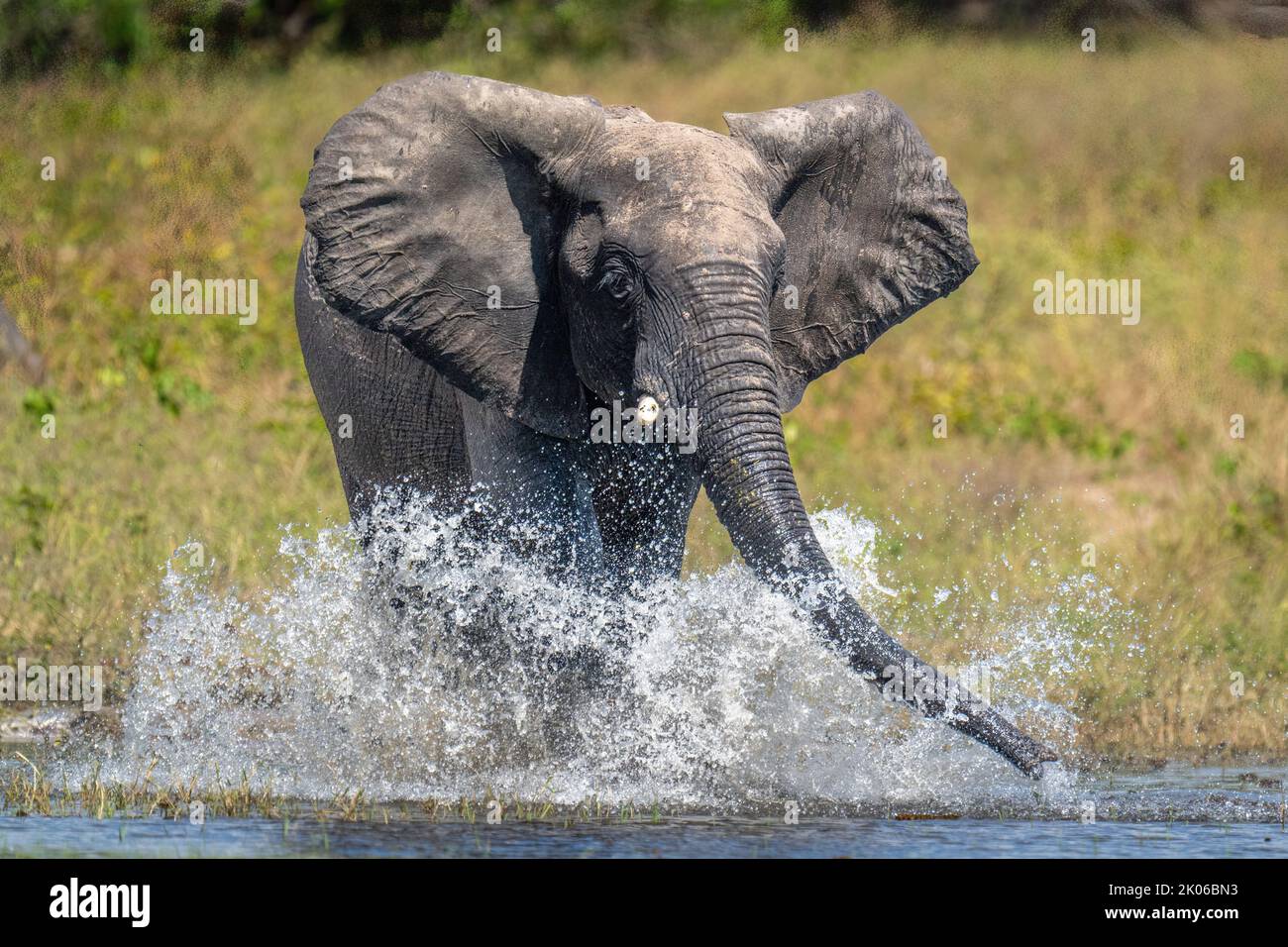 African bush elephant splashing through shallow water Stock Photo - Alamy