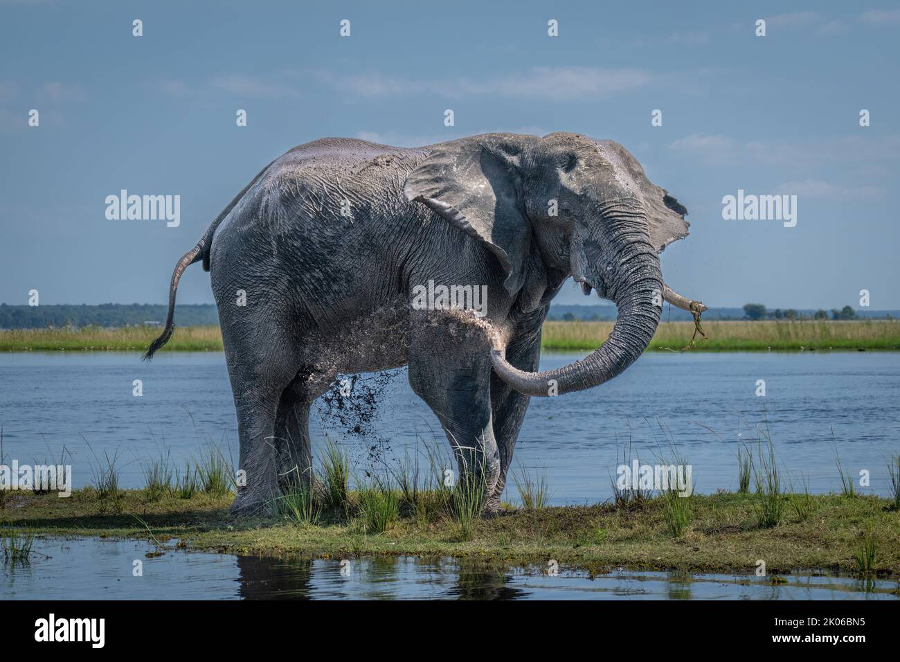 African bush elephant sprays mud over flank Stock Photo - Alamy