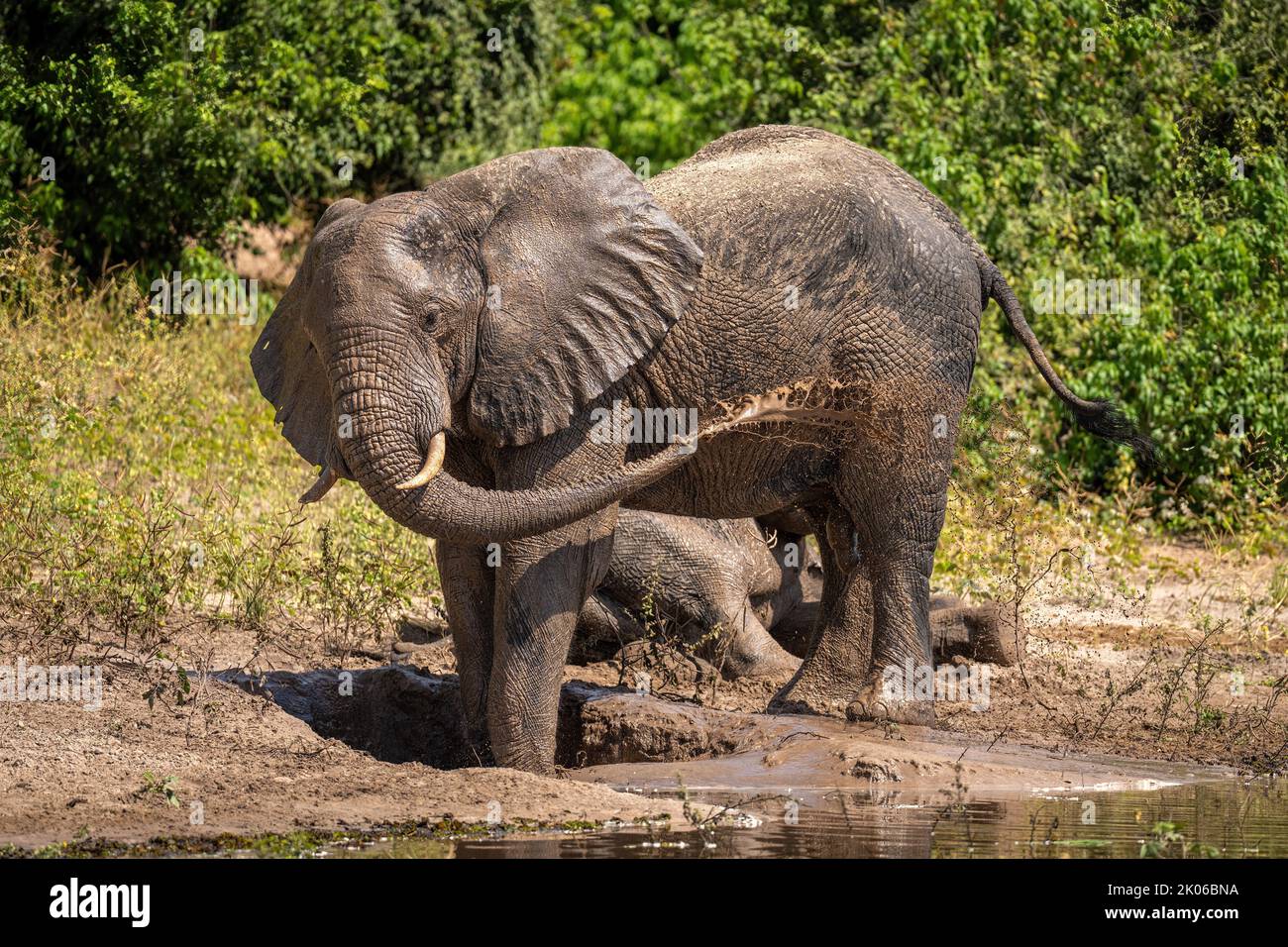 African bush elephant squirting mud over flank Stock Photo - Alamy