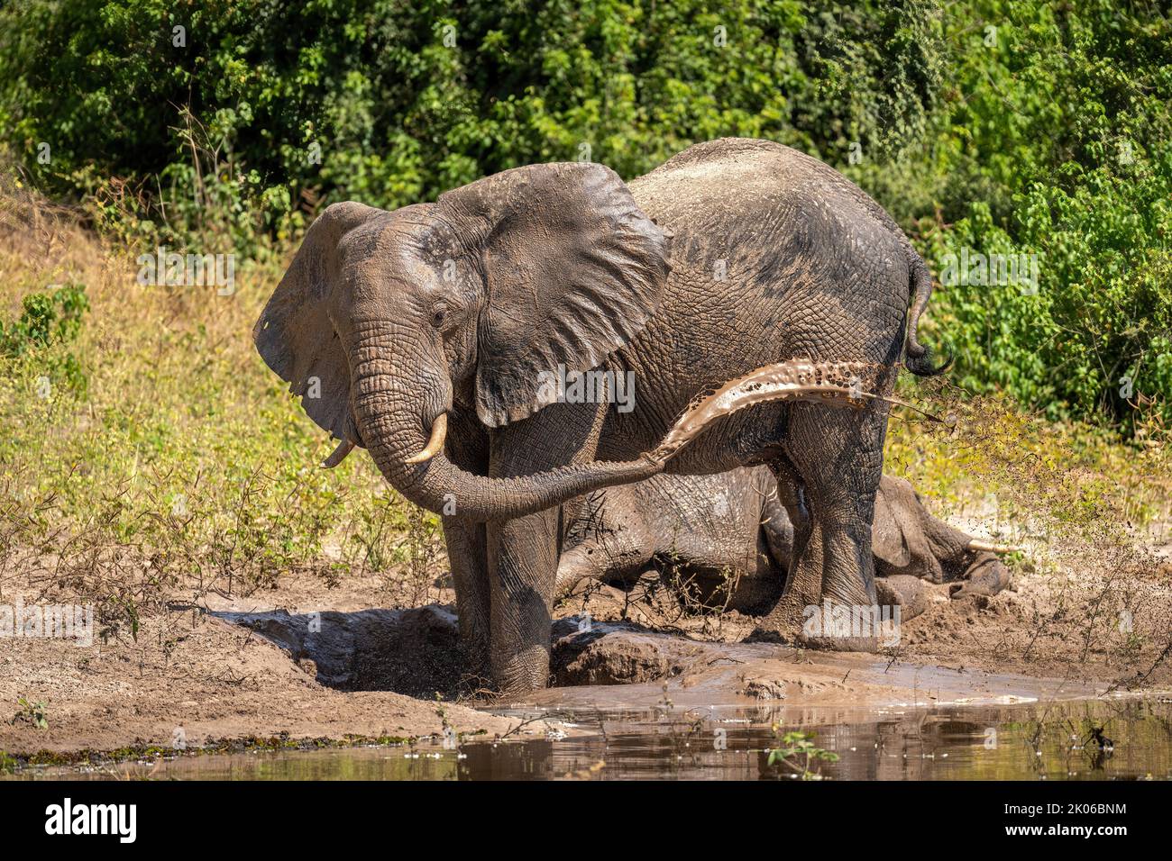 African bush elephant squirts mud over flank Stock Photo - Alamy