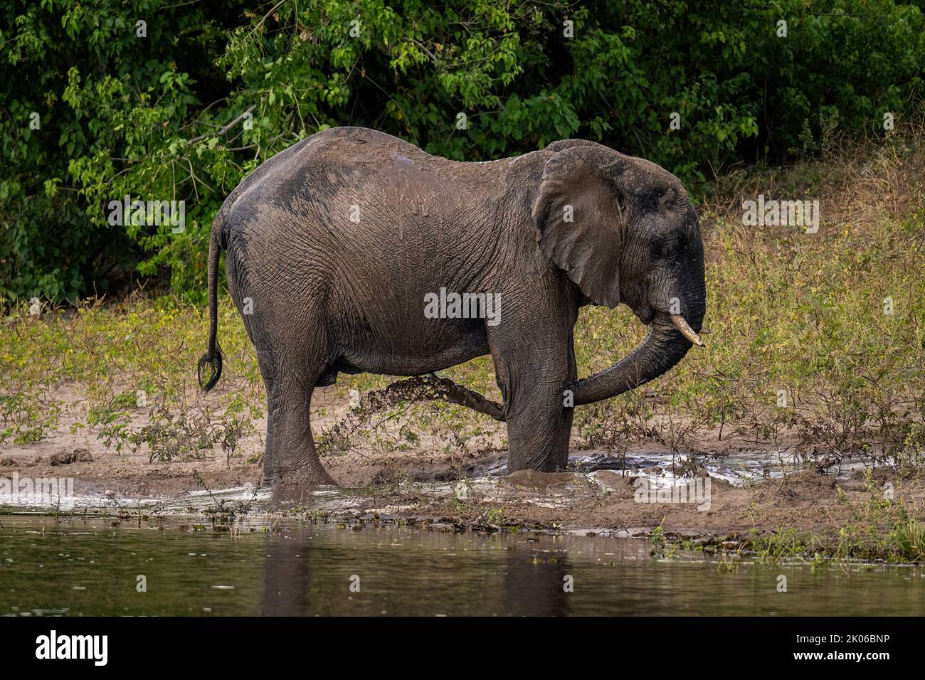 African bush elephant squirts mud under belly Stock Photo - Alamy