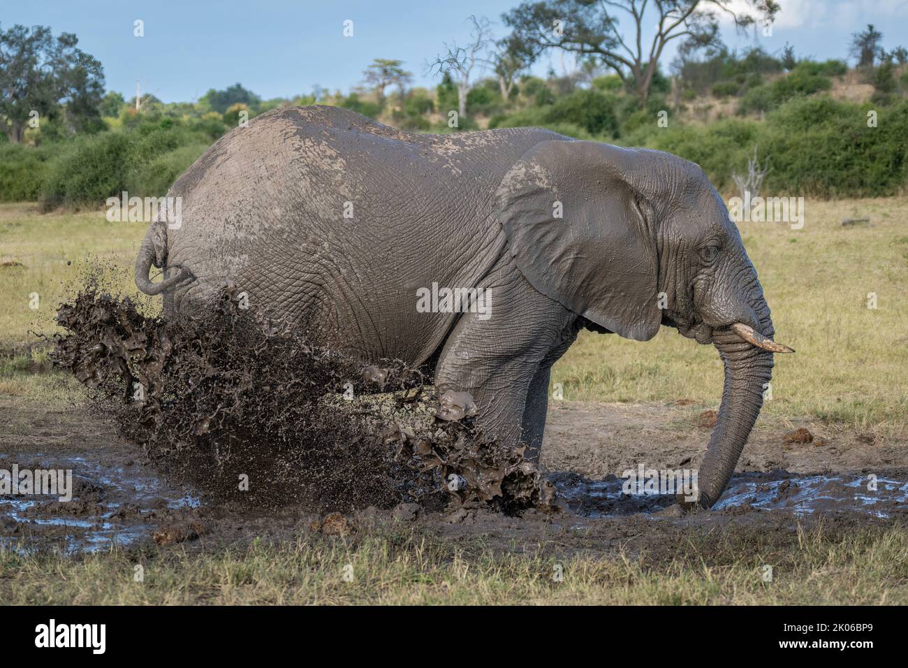 African bush elephant stands kicking mud backwards Stock Photo - Alamy