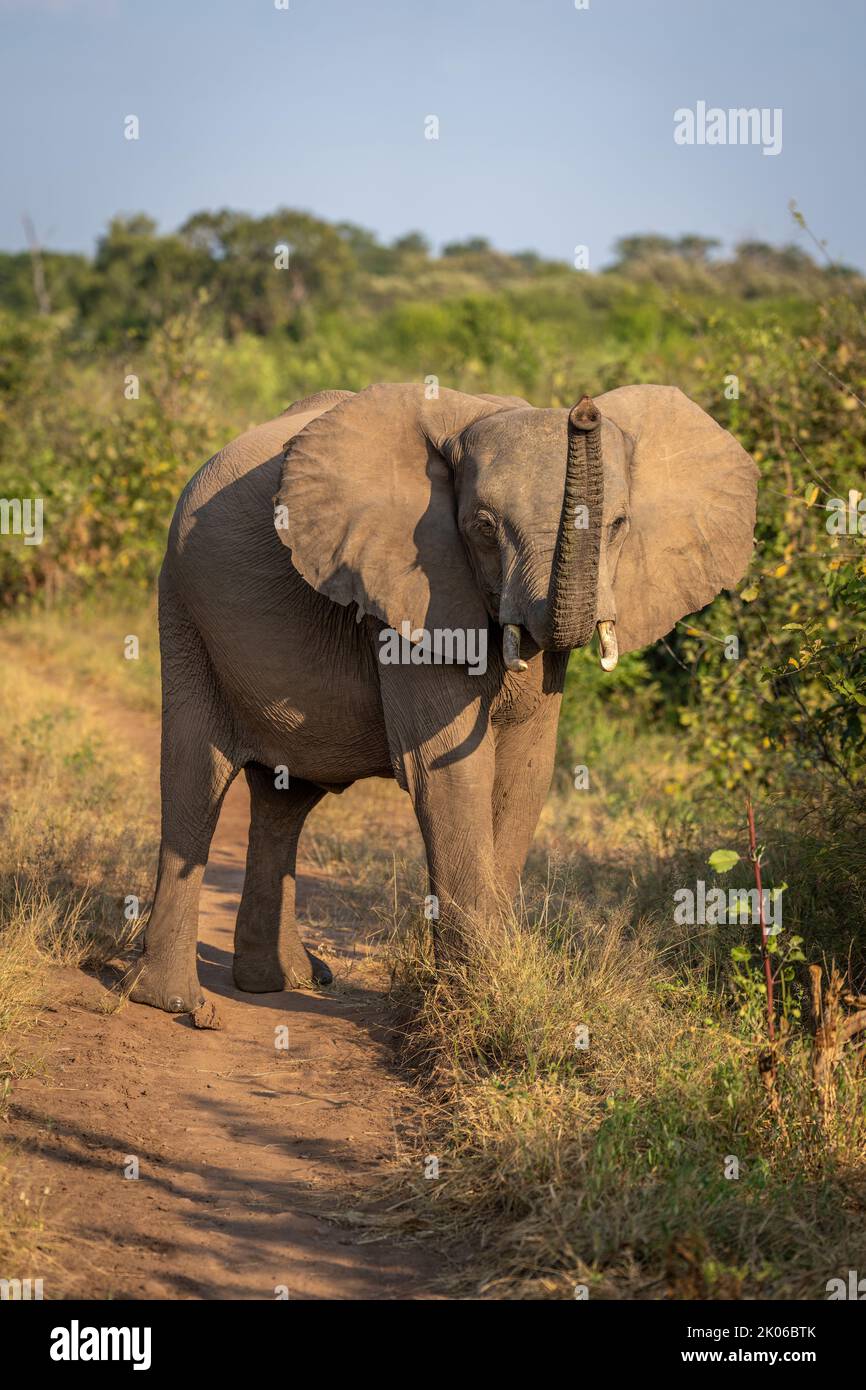 Elephant lifting trunk up hi-res stock photography and images - Alamy