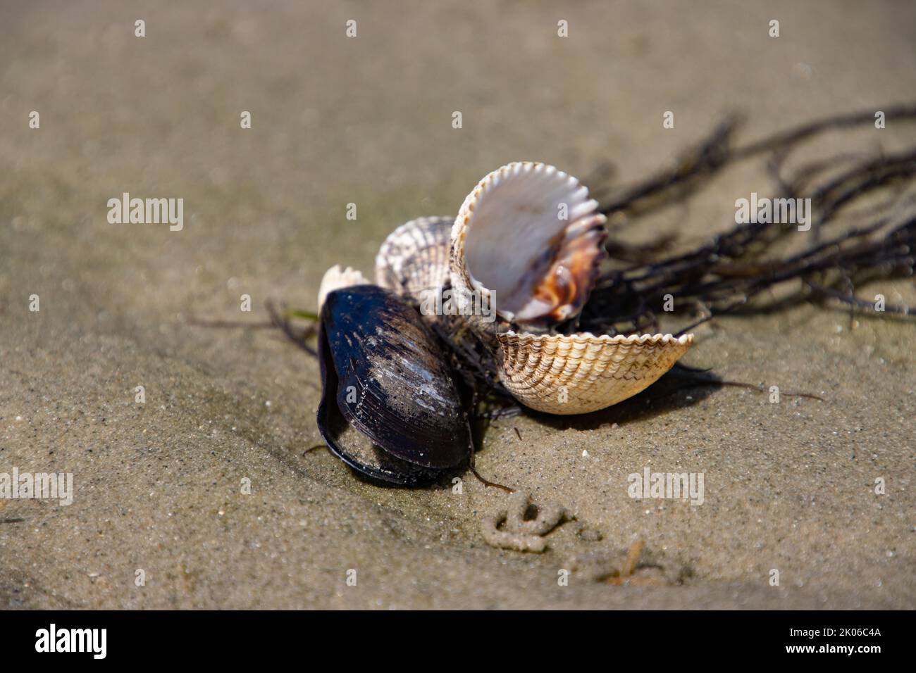 Clam shell variety hi-res stock photography and images - Alamy