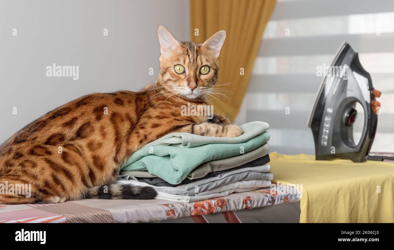 Domestic bengal cat, iron and stack of clean linen on the ironing board ...