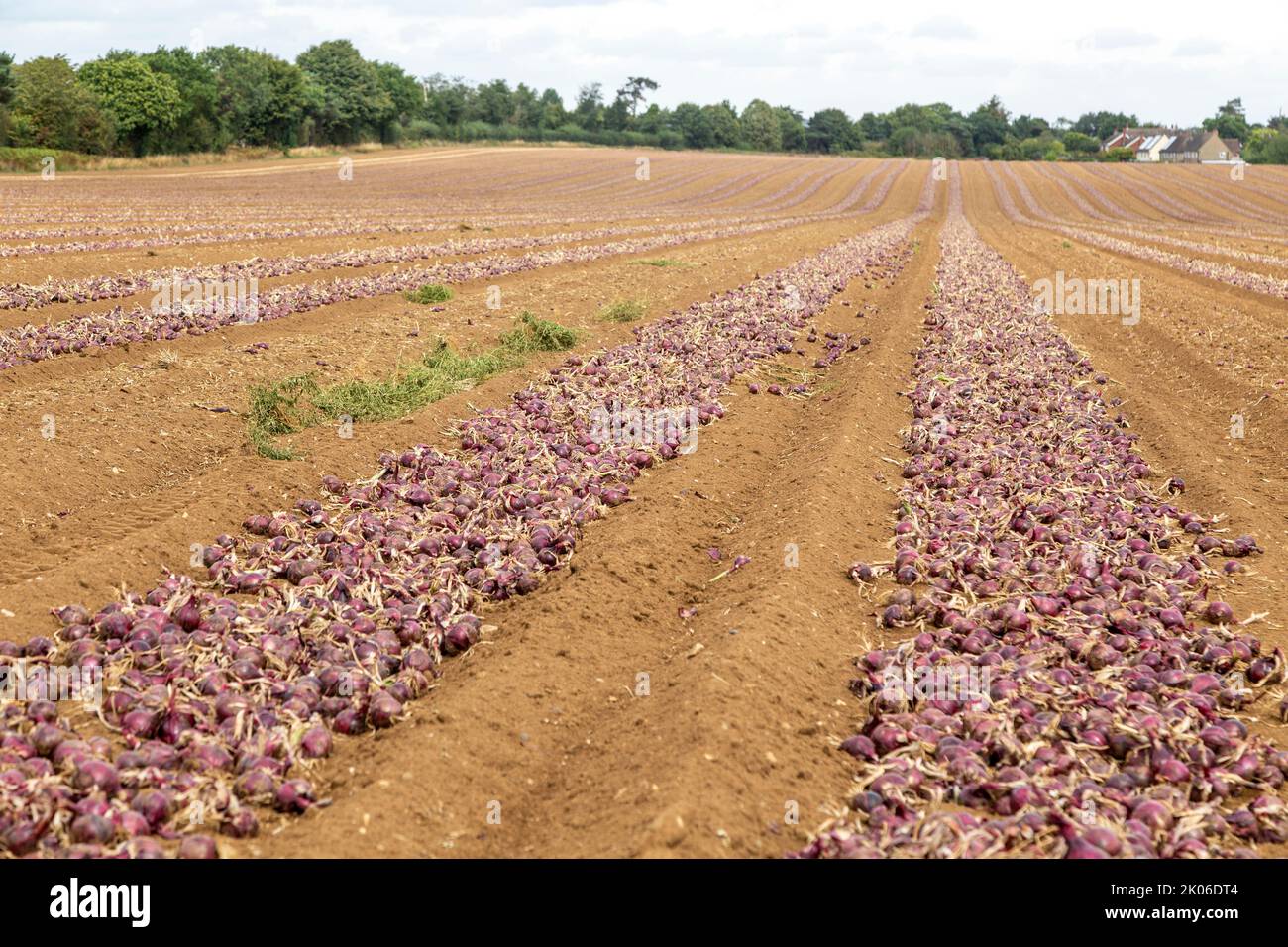 Onion crop harvested in in rows acros field, Sutton, Suffolk, England ...