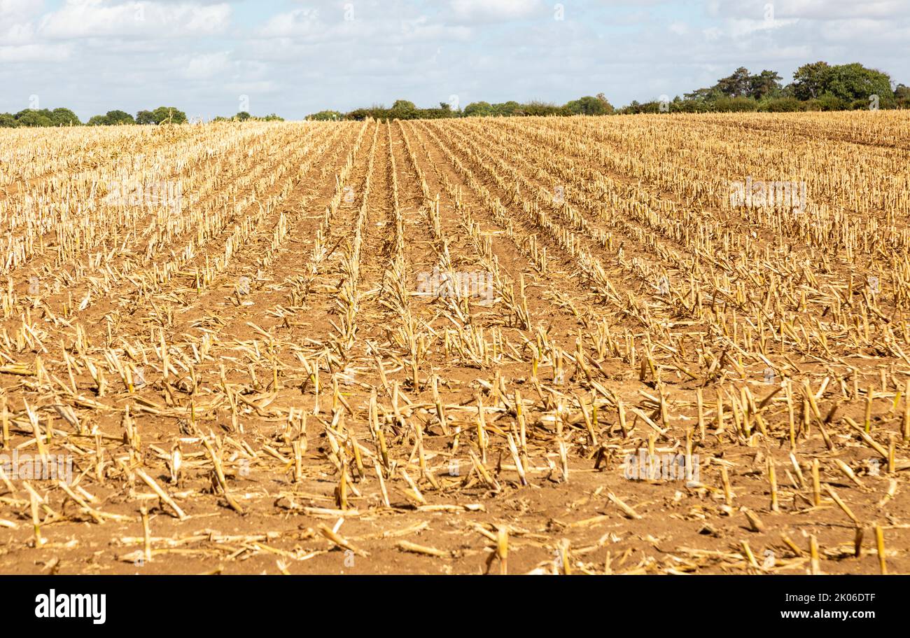 Stubble stalks in field after harvest of maize sweetcorn crop, Sutton ...