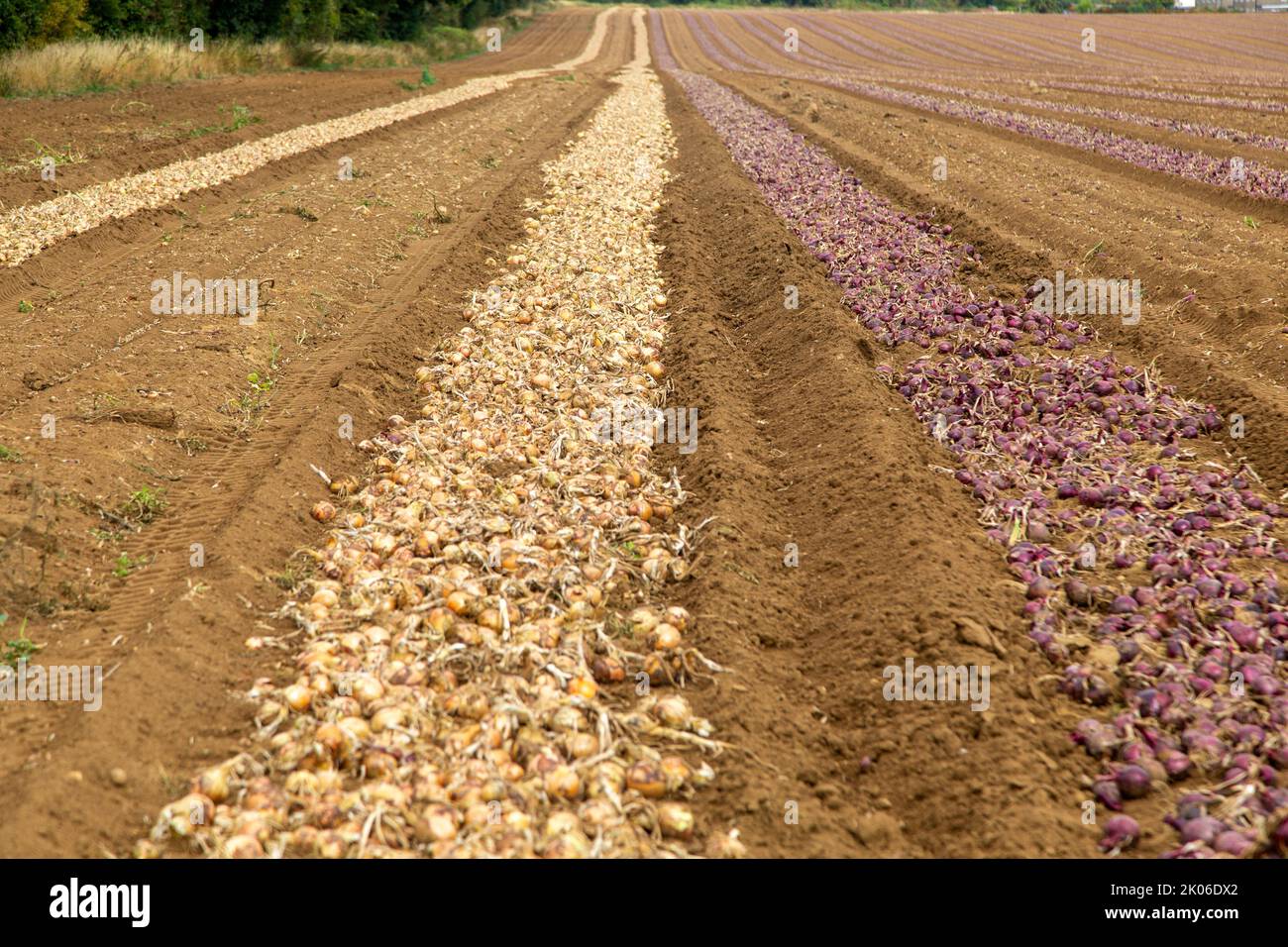 Row onions uk field hi-res stock photography and images - Alamy